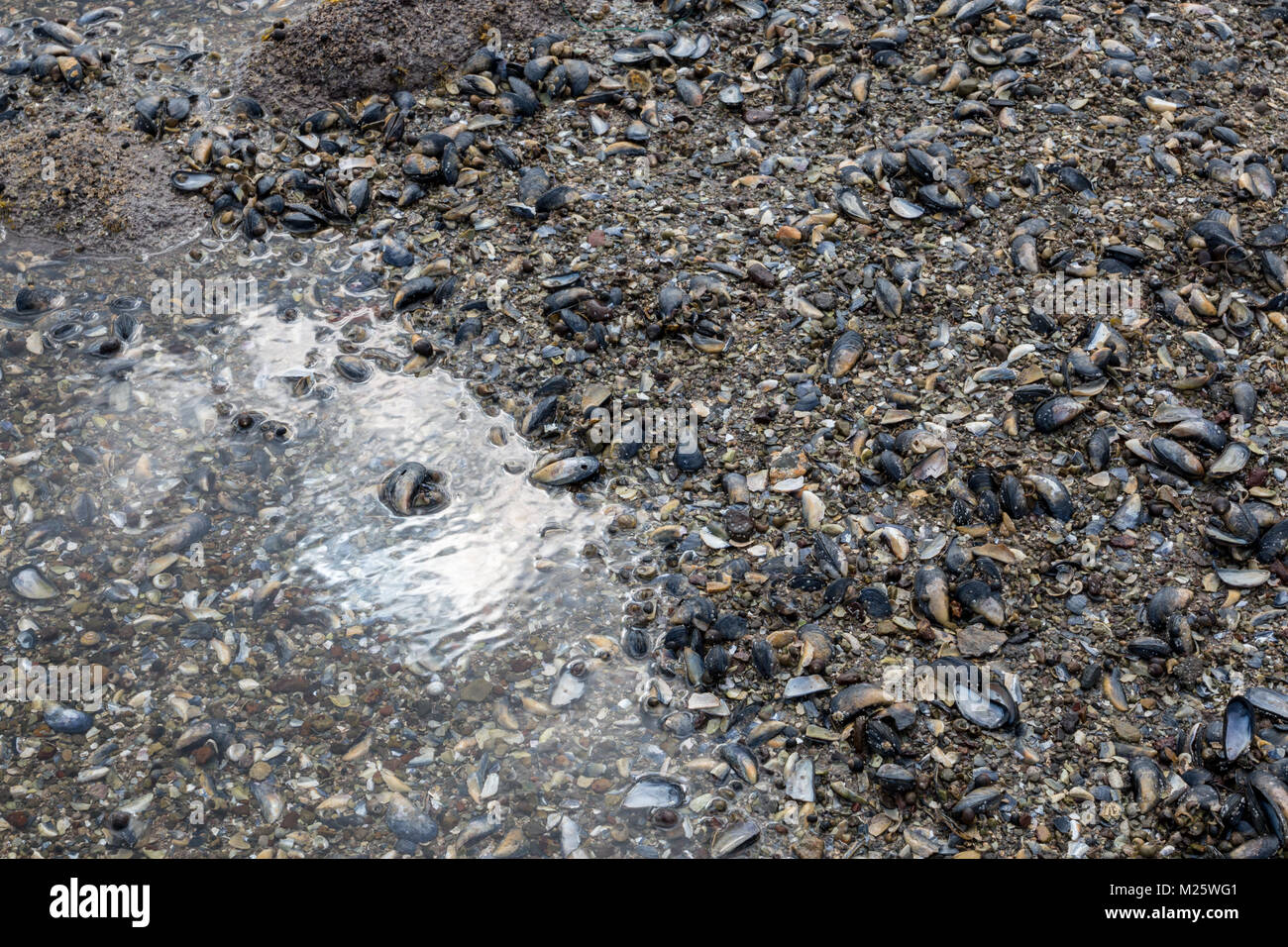 Rock pool with mussels and reflective water Stock Photo - Alamy