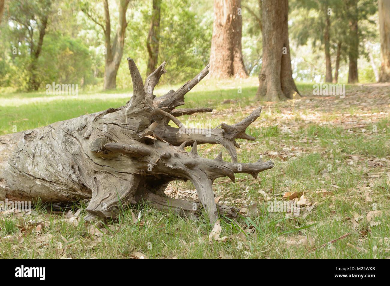fallen tree trunk in the park Stock Photo - Alamy