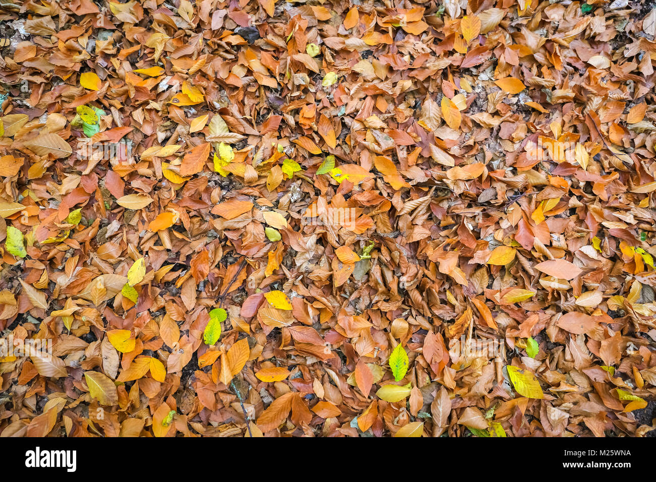 Fall Foliage on the Floor in Yedigoller National Park, Turkey Stock ...