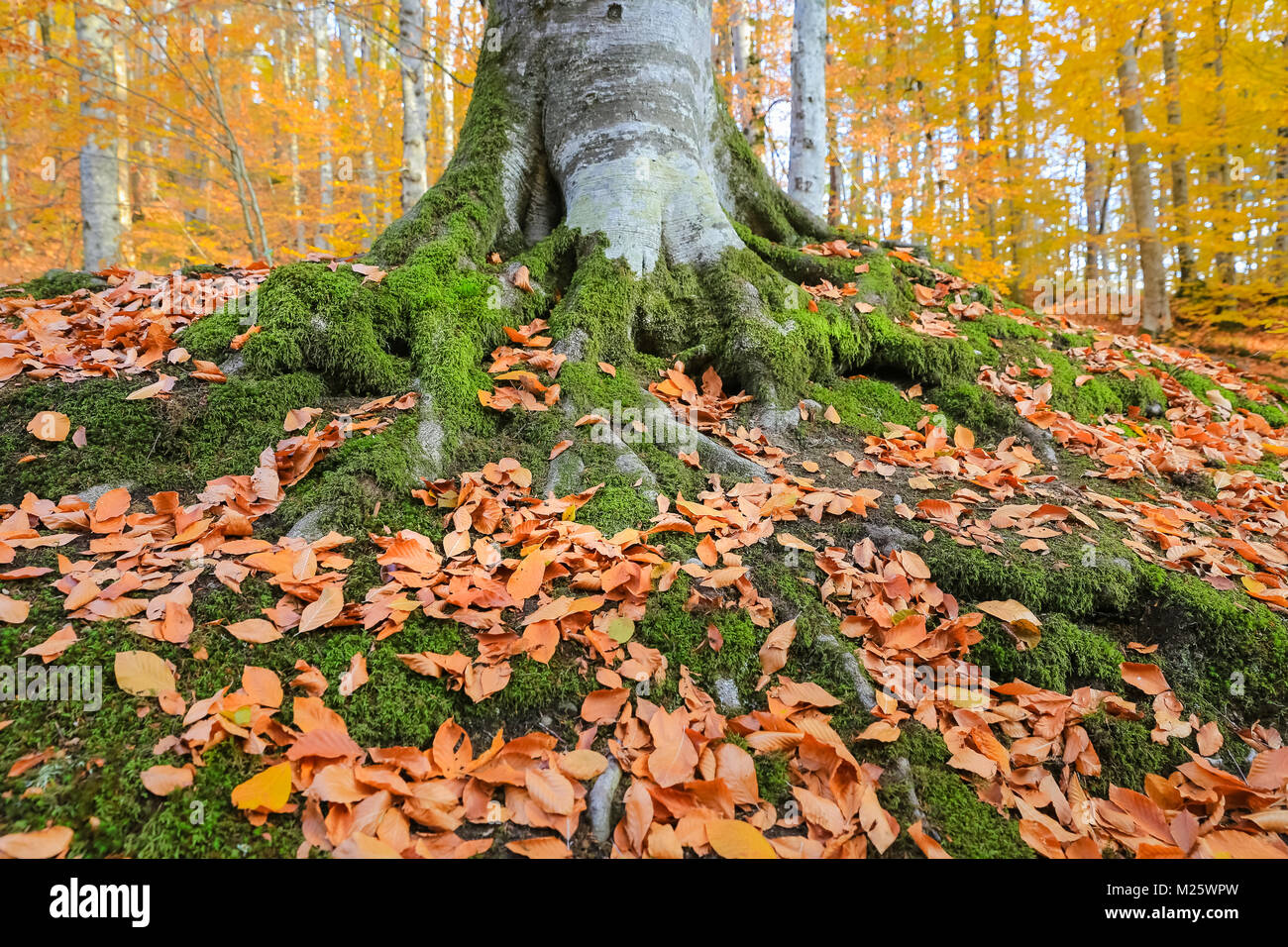 Tree Root in Yedigoller National Park, Bolu, Turkey Stock Photo - Alamy
