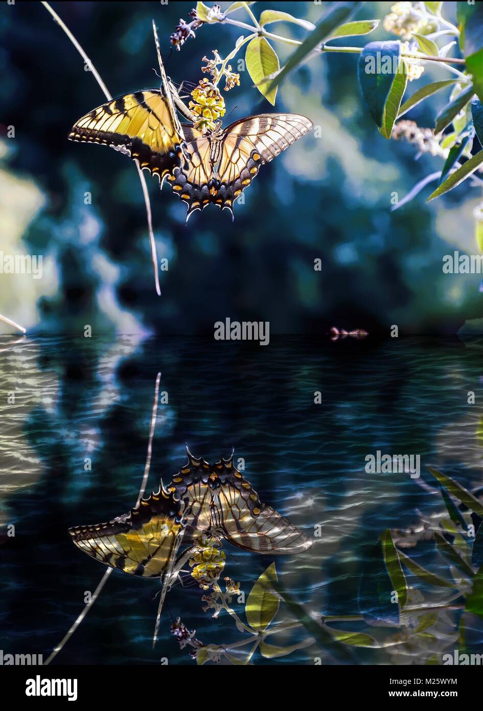Butterfly and its reflection Stock Photo - Alamy