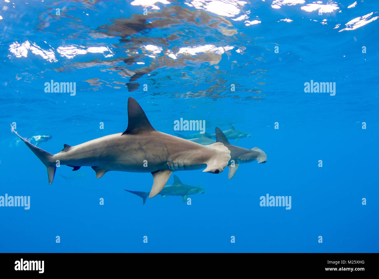 Schools of hammerhead sharks form offshore from Kona, Hawaii every year ...
