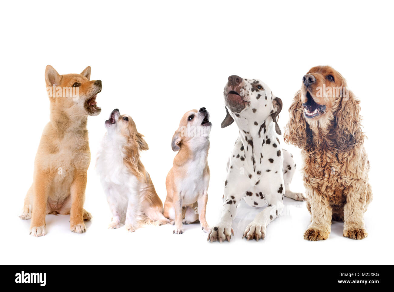 Dog howling hi-res stock photography and images - Alamy