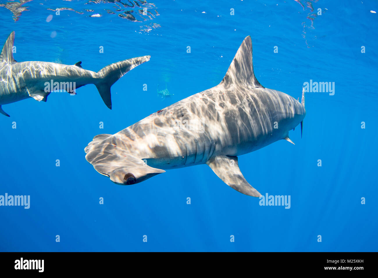 Schools of hammerhead sharks form offshore from Kona, Hawaii every year ...