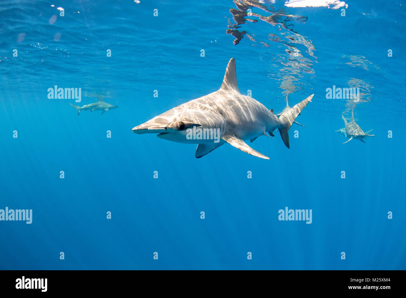 Schools of hammerhead sharks form offshore from Kona, Hawaii every year ...