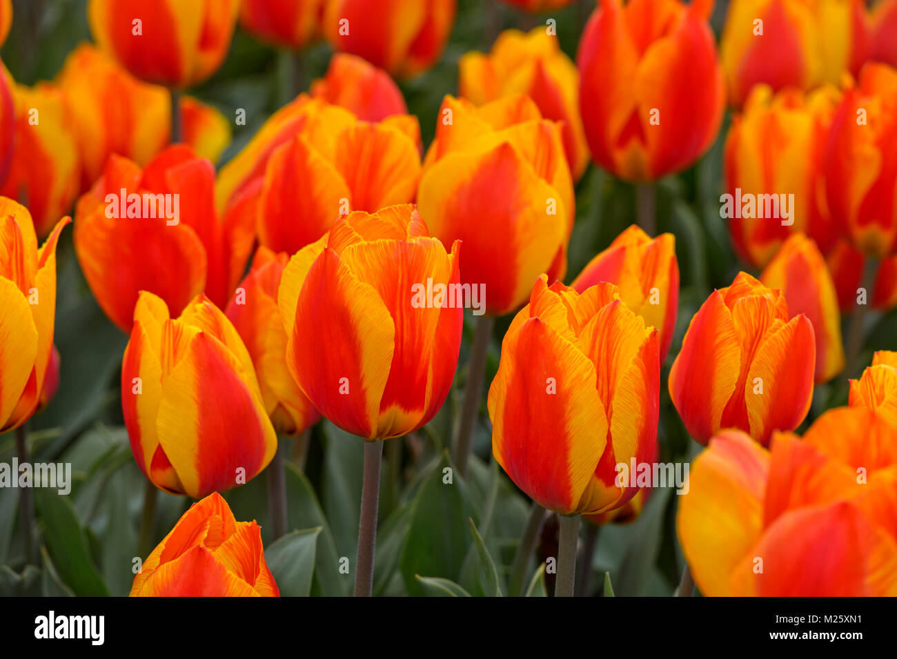 Blooming tulip field of orange tulips, Bollenstreek region, Netherlands ...