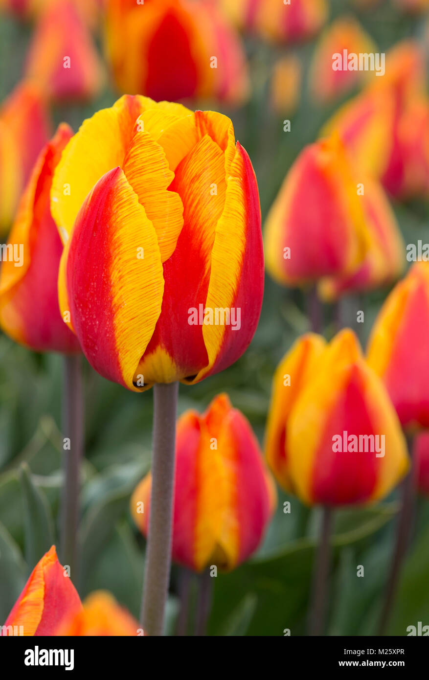 Tulip flower, variety Orange van Eijk, Bollenstreek, Netherlands Stock Photo - Alamy