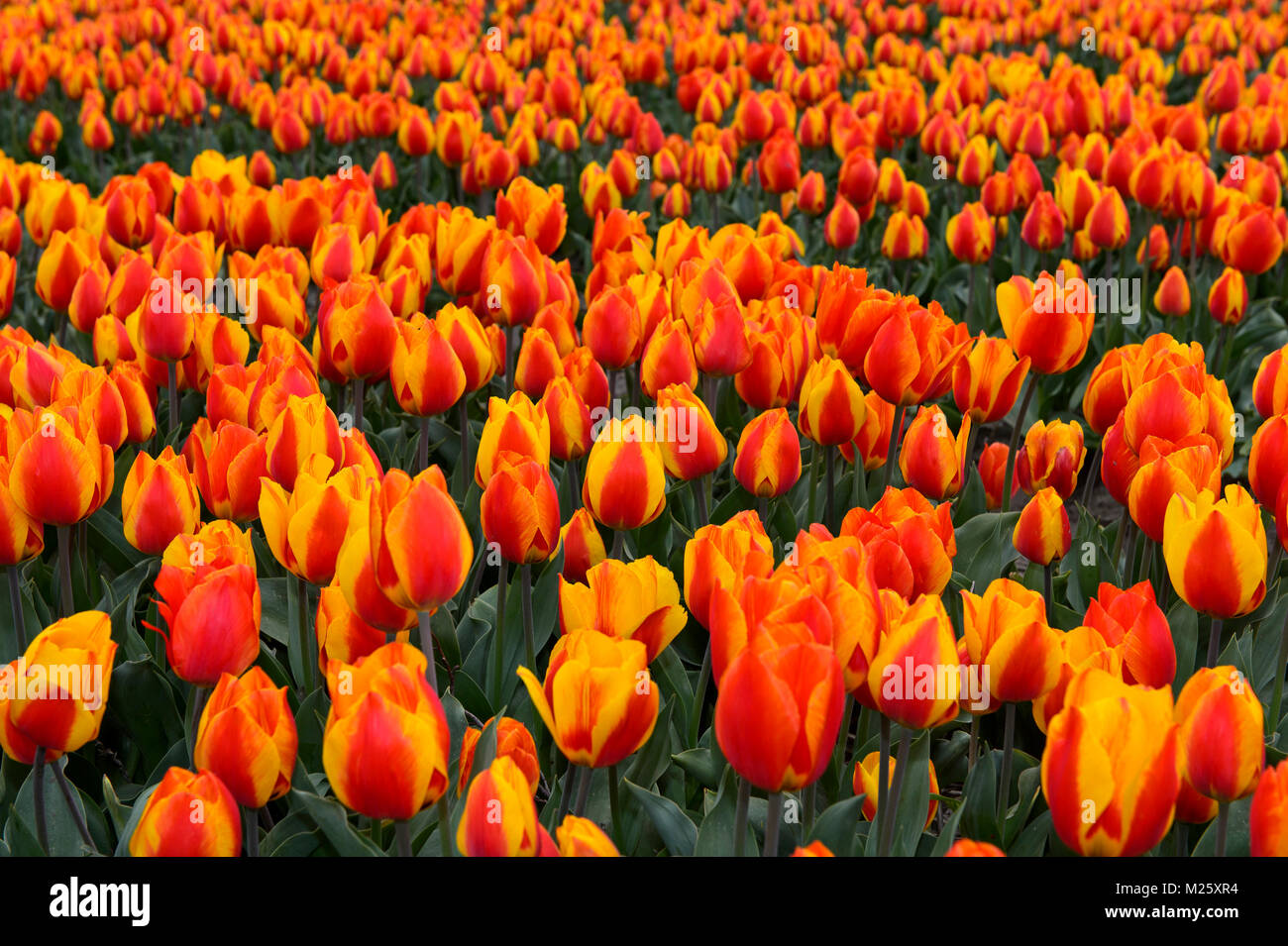 Blooming tulip field of orange tulips, variety Orange van Eijk ...