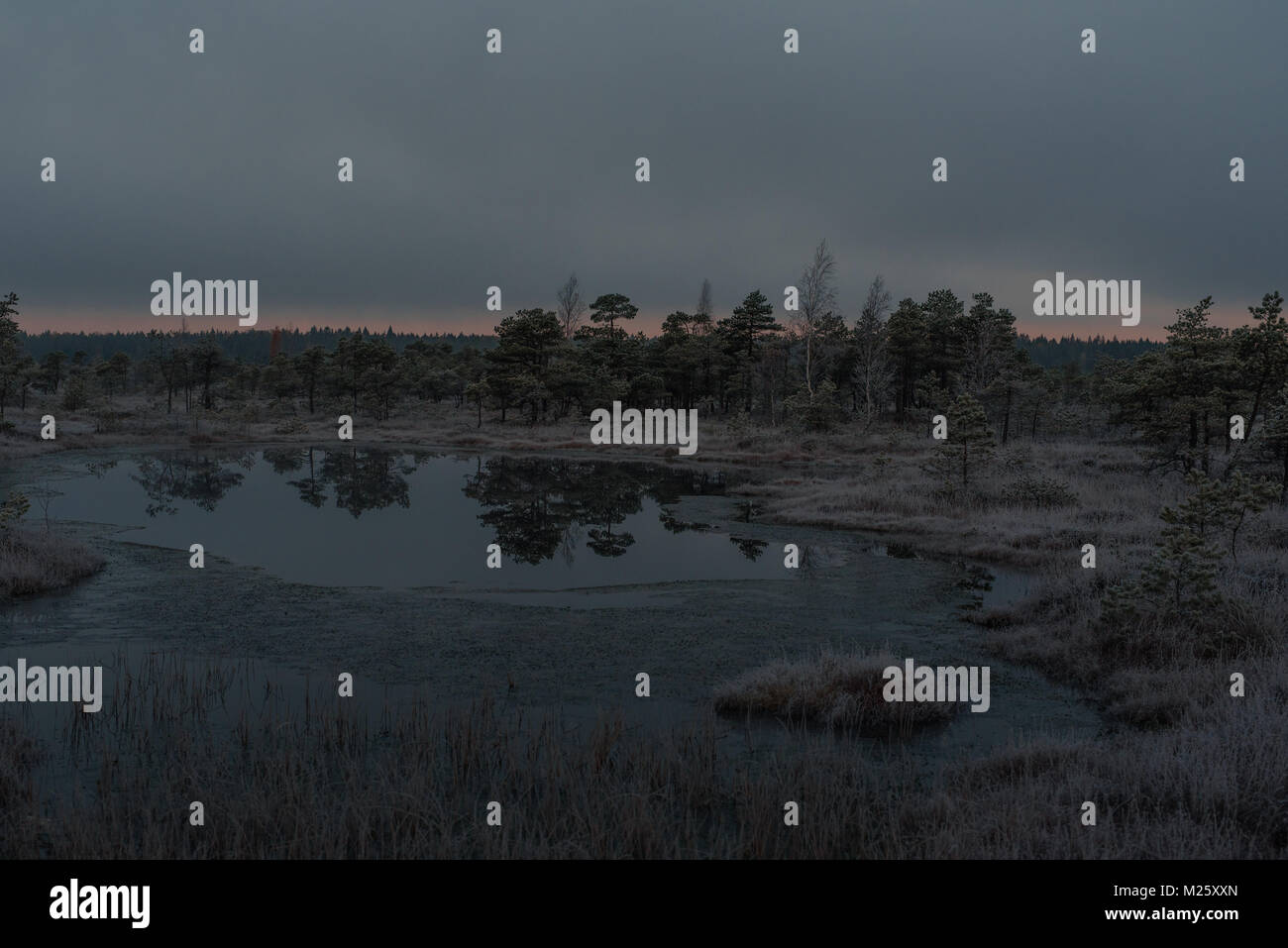 Marsh with small pine trees covered in early winter morning frost ...