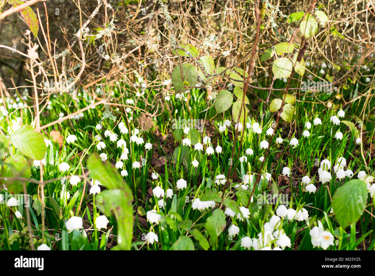 Spring snowdrops in forest hi-res stock photography and images - Alamy