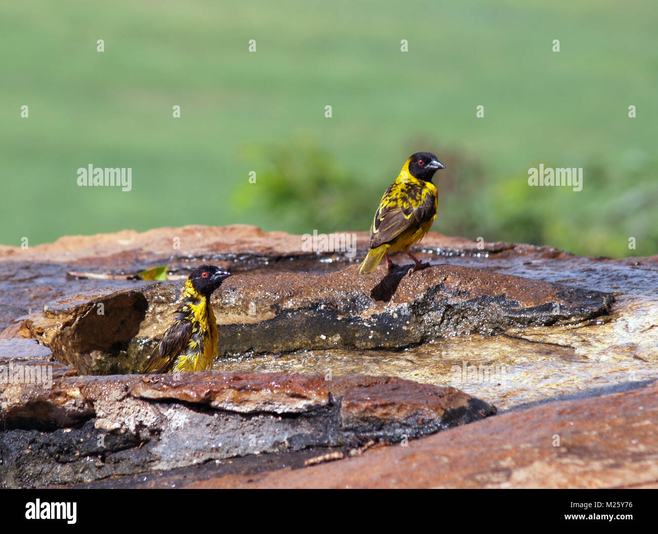 African weaver birds in birdbarh in Tsavo East Stock Photo - Alamy