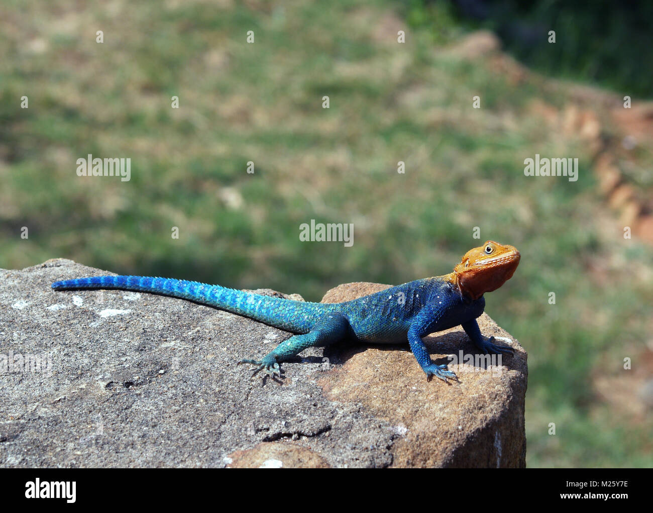 Coloured agama lizard in hi-res stock photography and images - Alamy