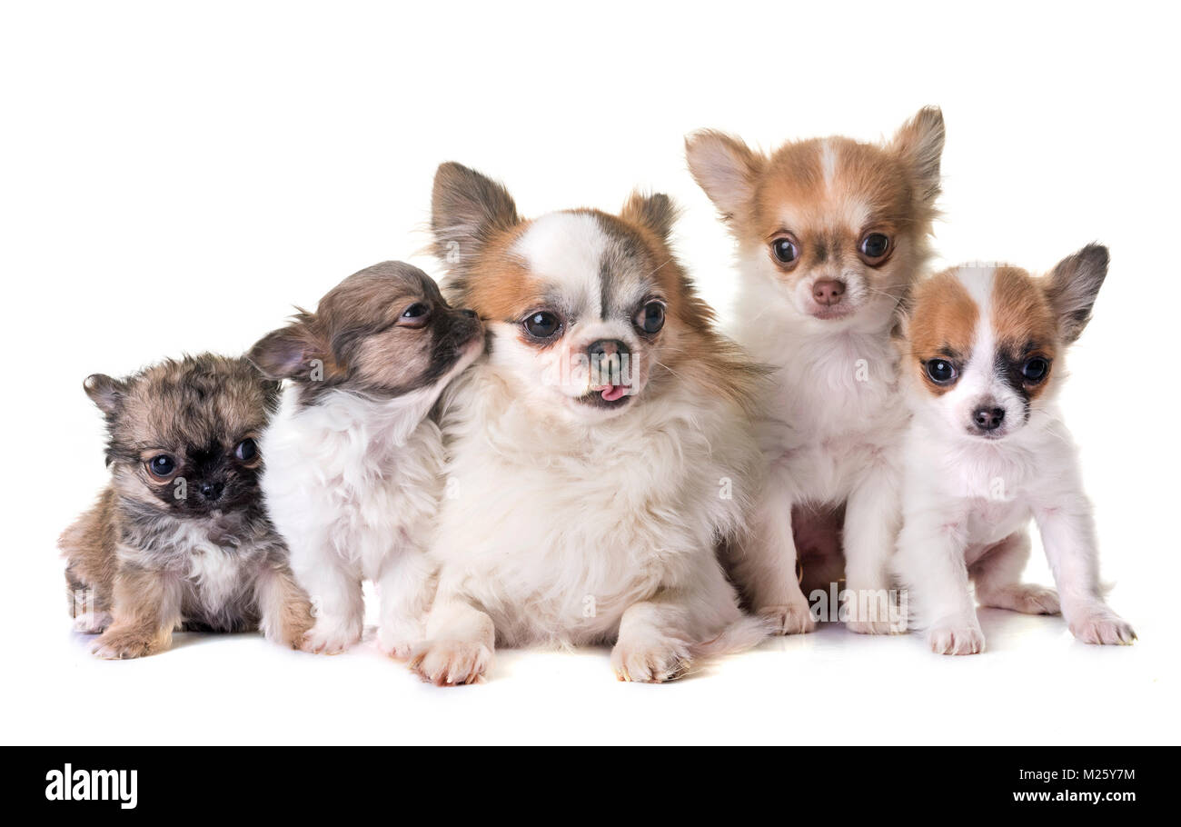 puppies chihuahua and adults in front of white background Stock Photo ...