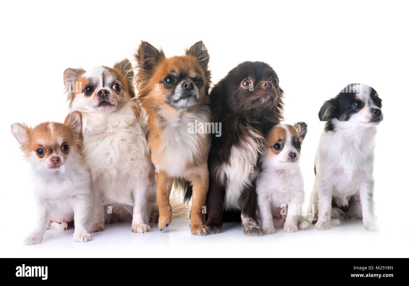 puppies chihuahua and adults in front of white background Stock Photo ...