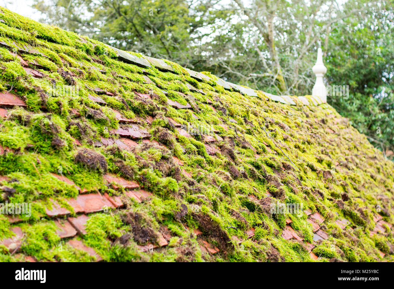 Moss Roof High Resolution Stock Photography and Images - Alamy