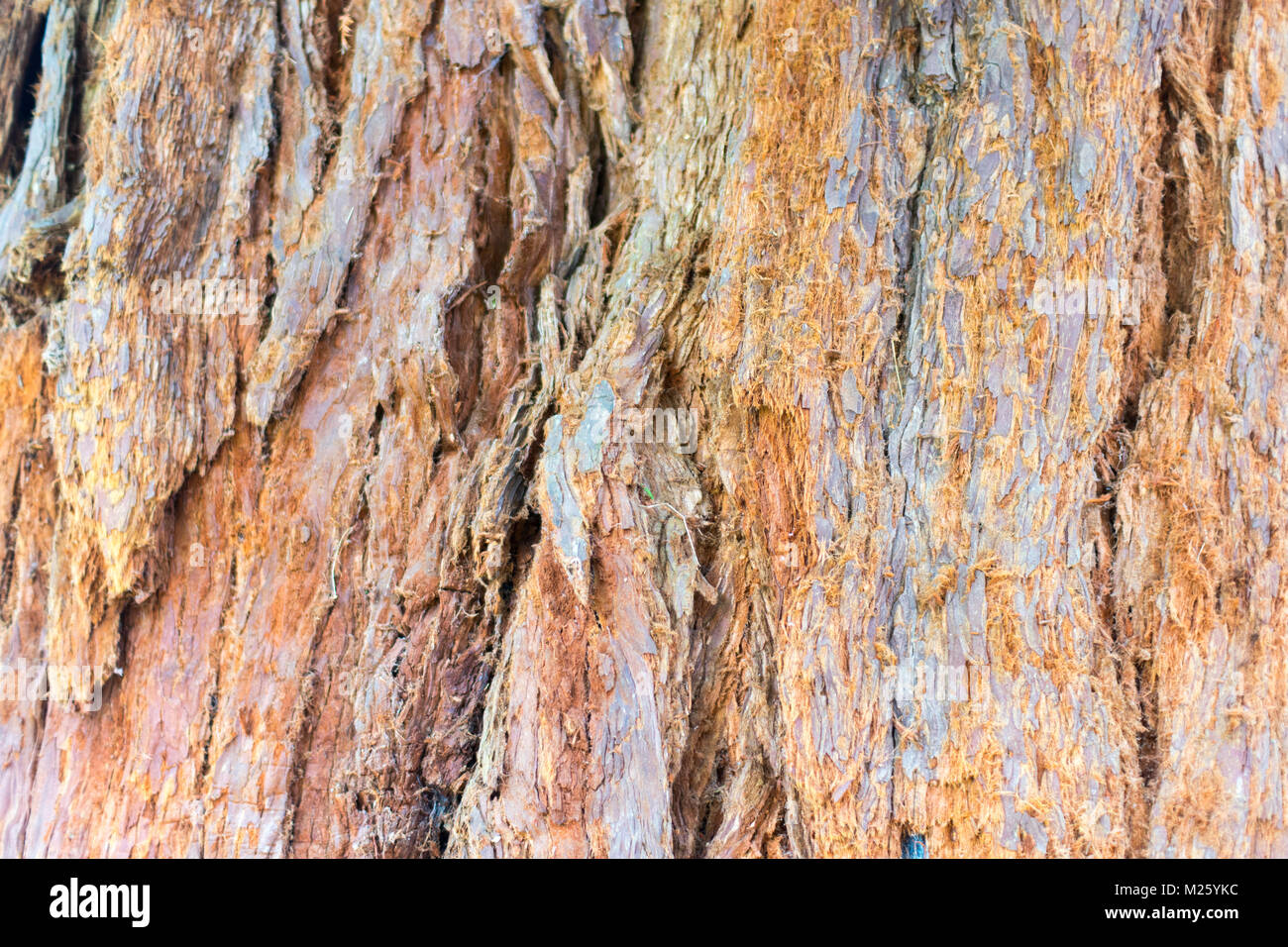 Rough bark tree hi-res stock photography and images - Alamy