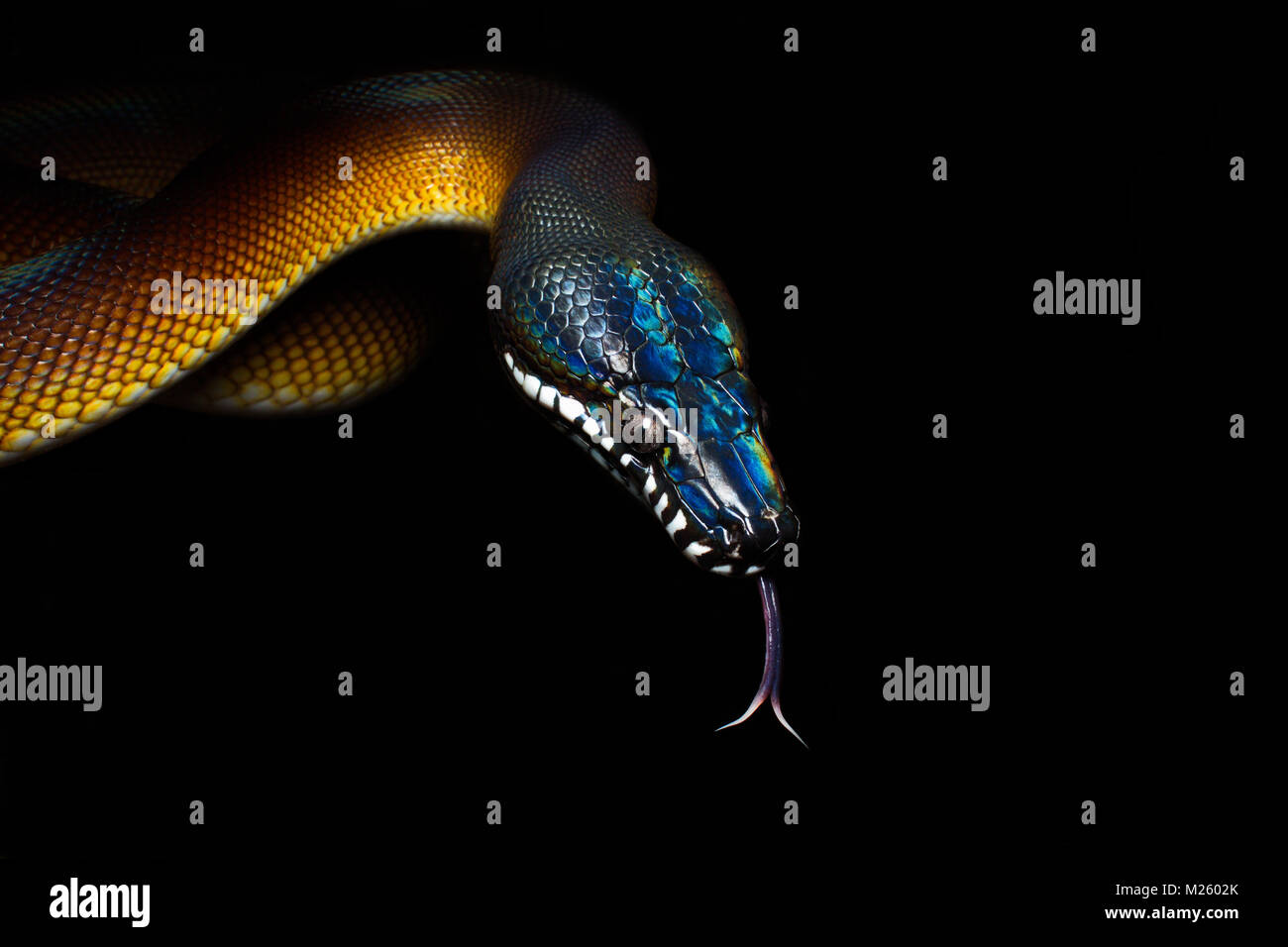 Snake photography tips hi-res stock photography and images - Alamy