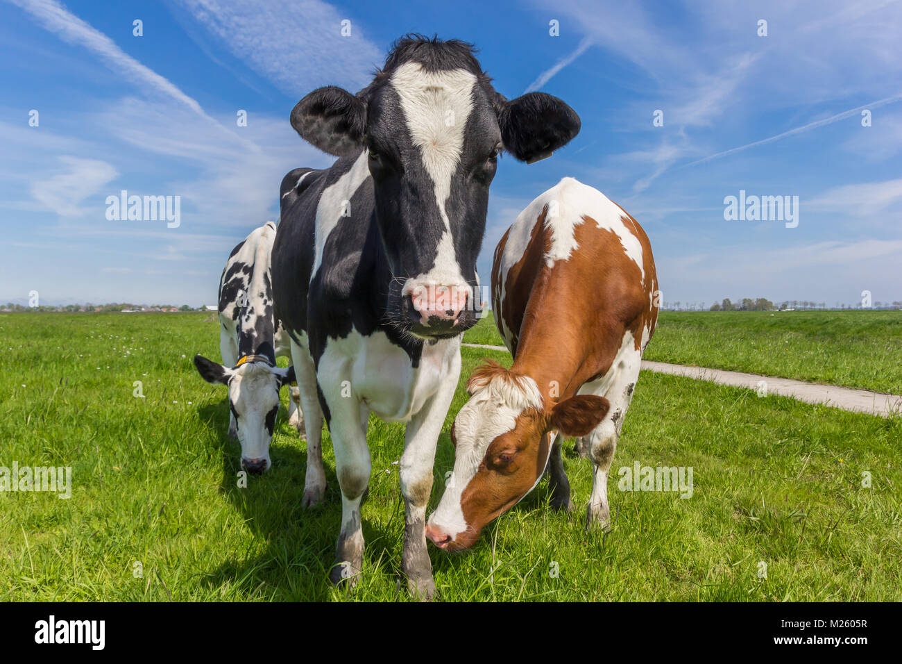 Three dutch cows in the farmland near Groningen, Netherlands Stock ...