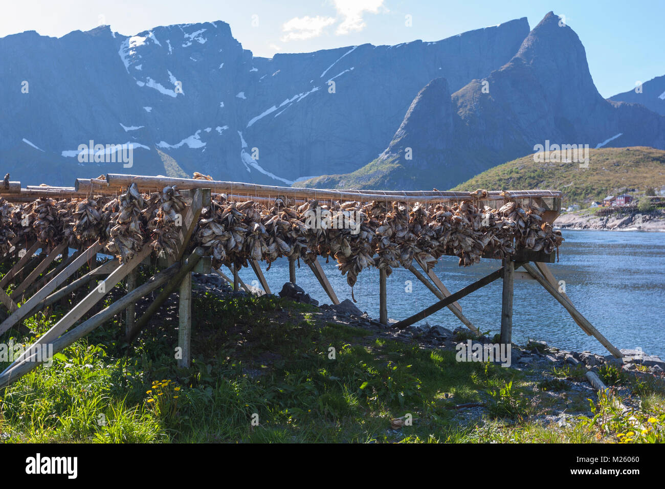 Atlantic cod gadus morhua drying as stockfish on wooden racks hi-res ...