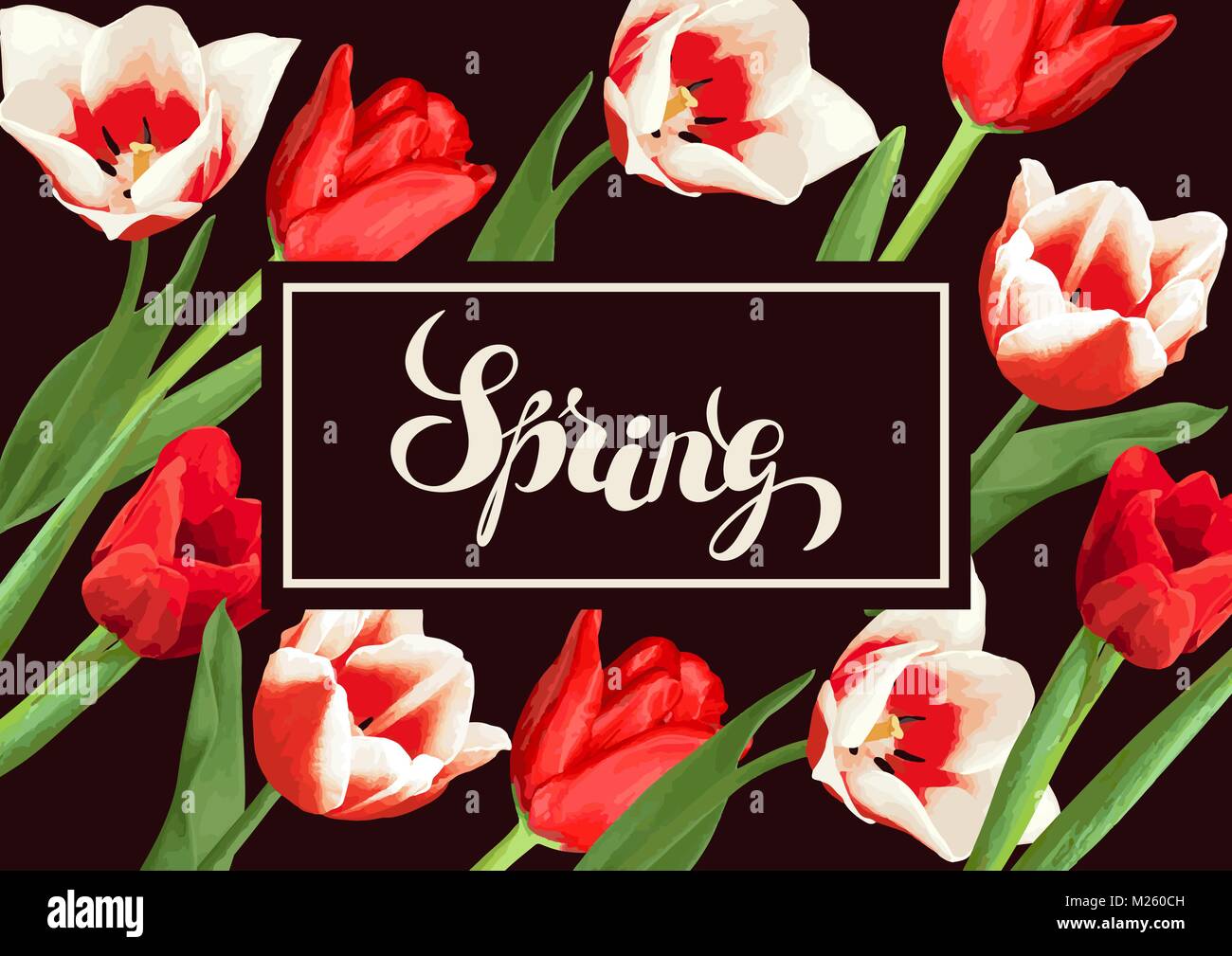 Spring background with red and white tulips. Beautiful realistic ...