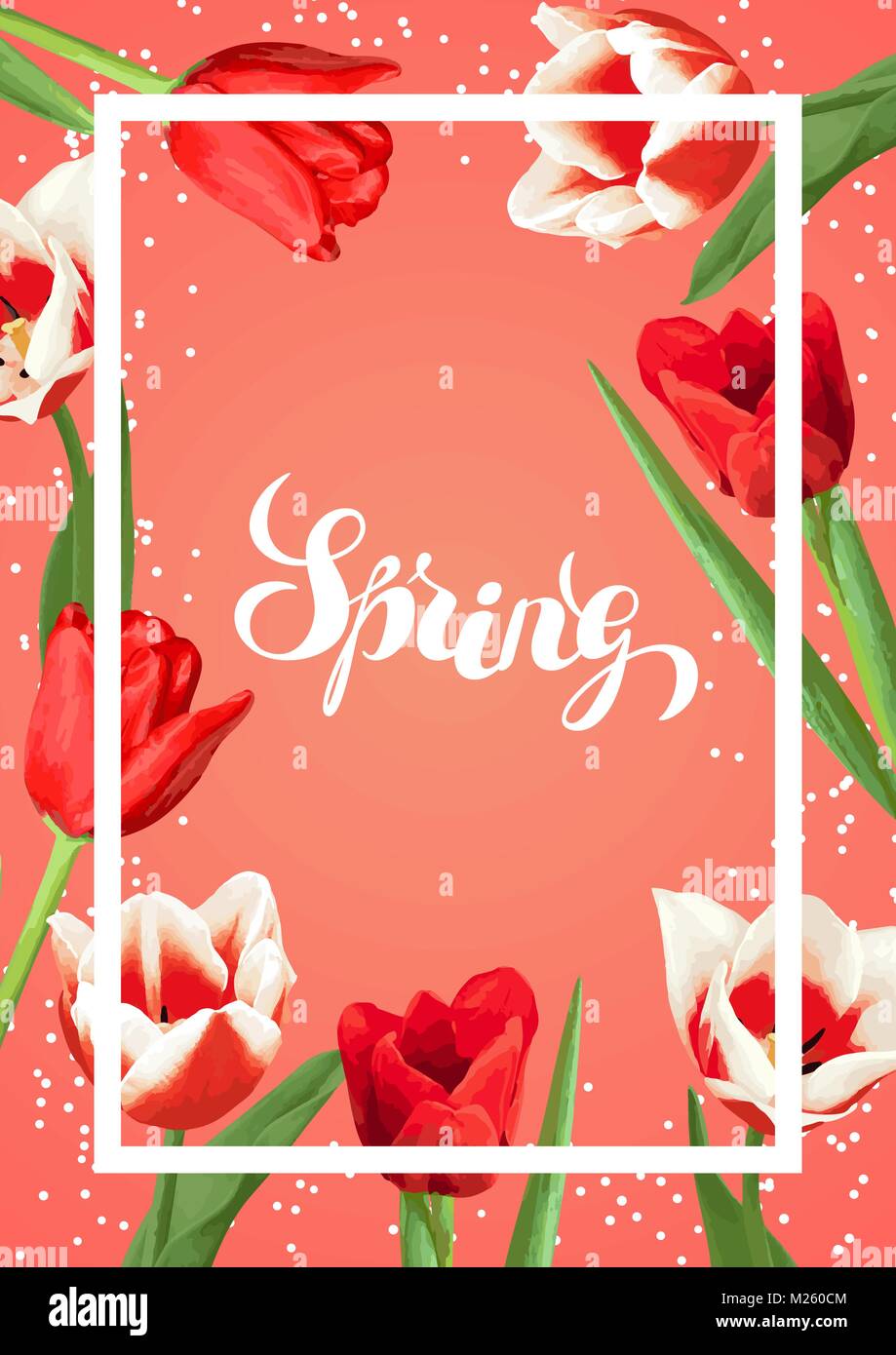 Spring background with red and white tulips. Beautiful realistic ...