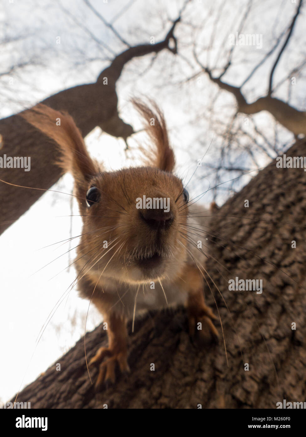 Funny squirrel hi-res stock photography and images - Alamy