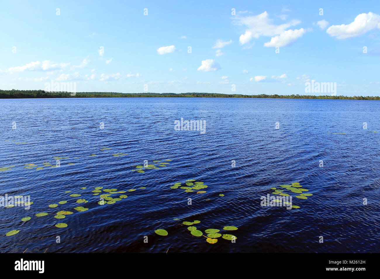 Swamp lake in summer Stock Photo - Alamy