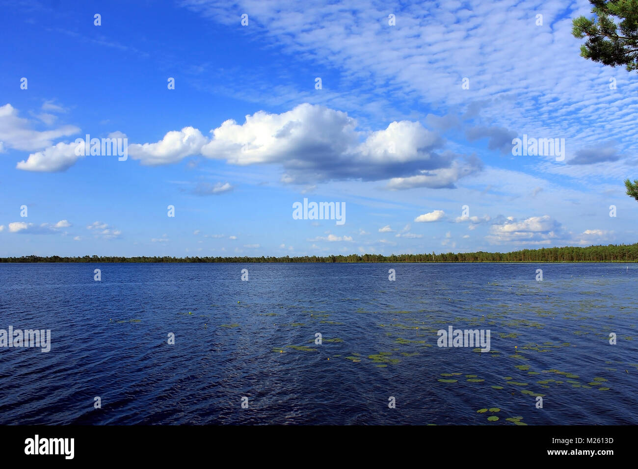 Swamp lake in summer Stock Photo - Alamy