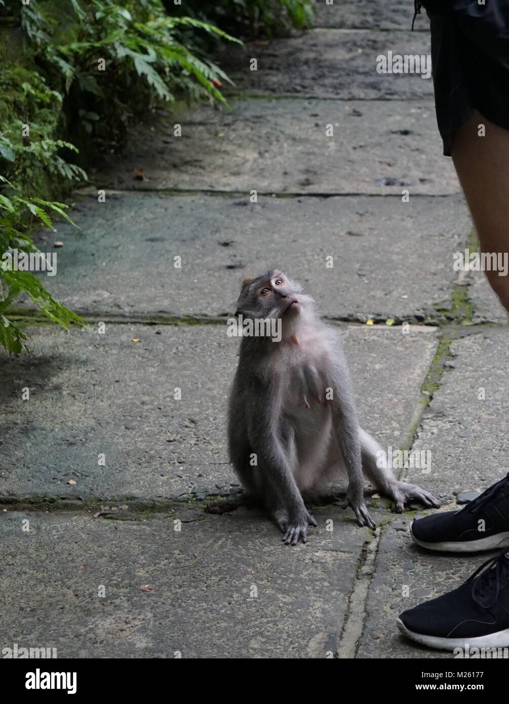 Monkey sitting on the ground staring at someone in a forest in Asia ...