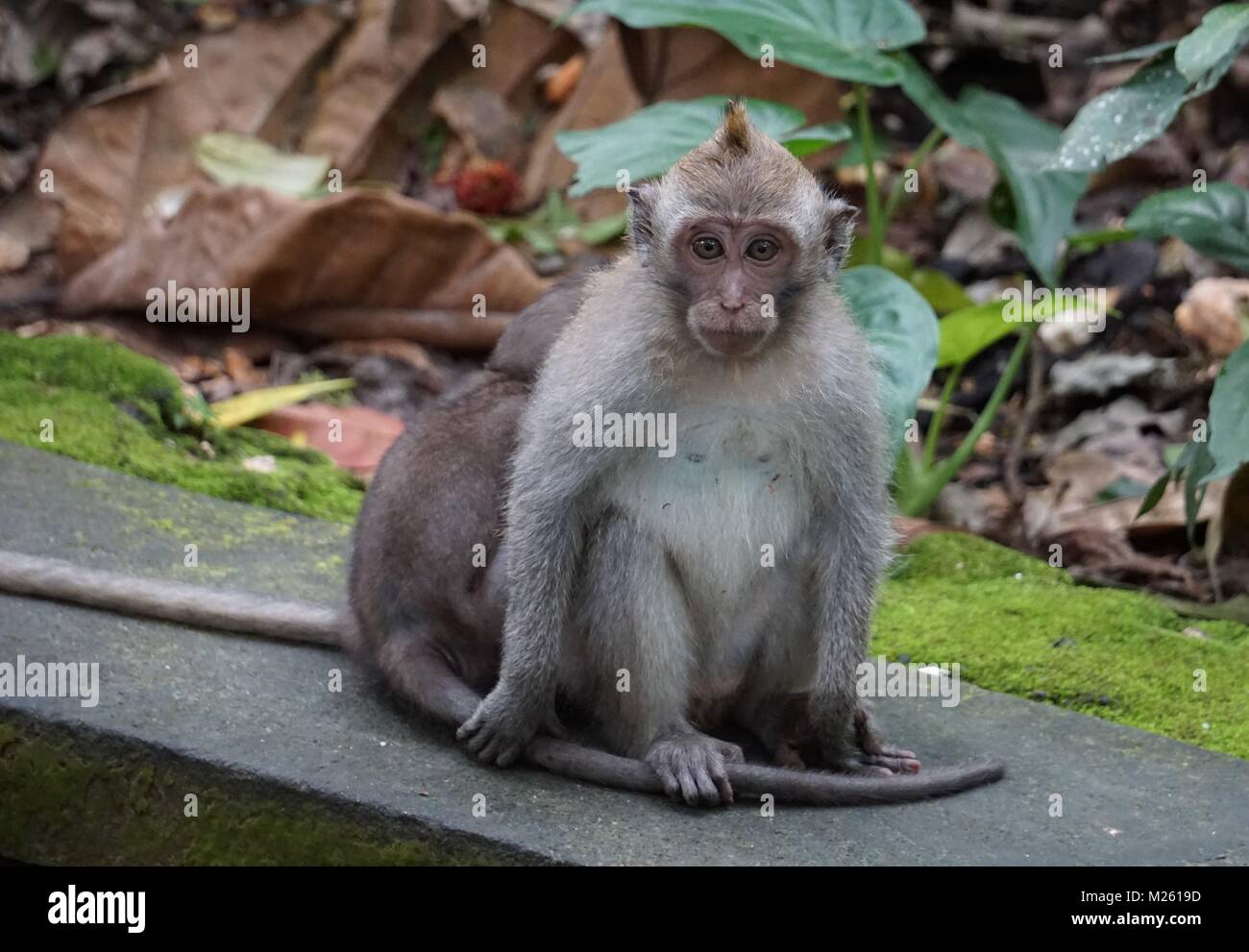 Monkey sitting on a wall in a park watching Stock Photo - Alamy