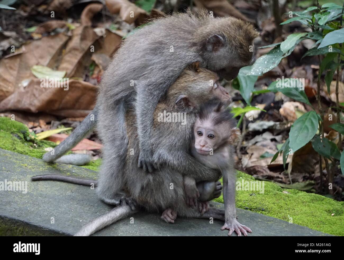 Three monkey sitting close together on a wall Stock Photo - Alamy