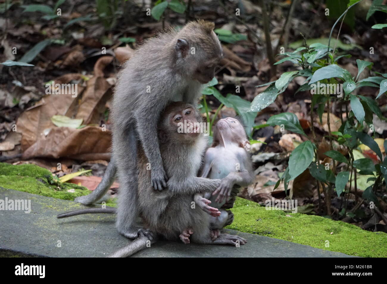 Three monkey sitting close together on a wall Stock Photo - Alamy