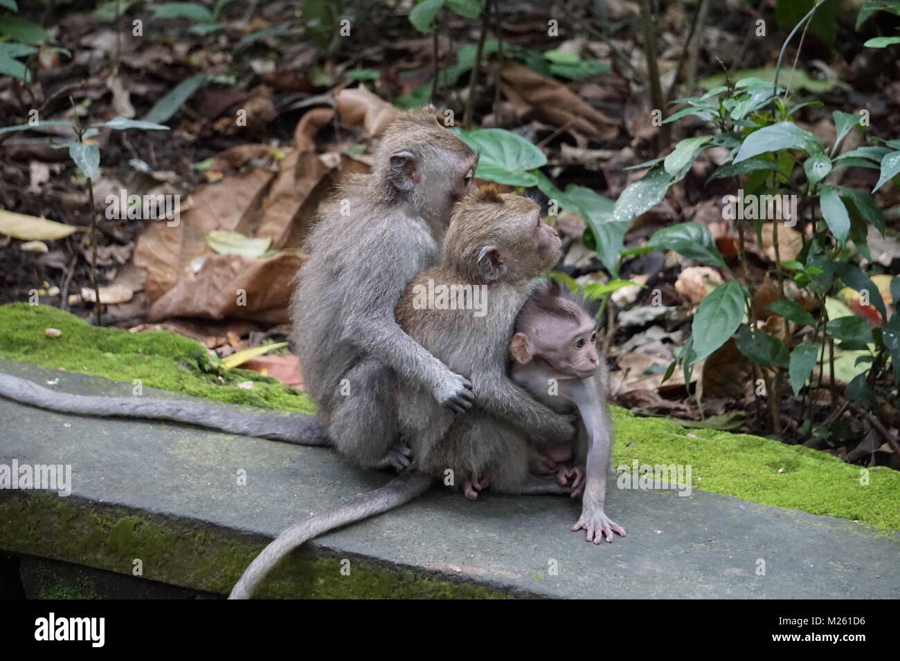 Three monkey sitting close together on a wall Stock Photo - Alamy