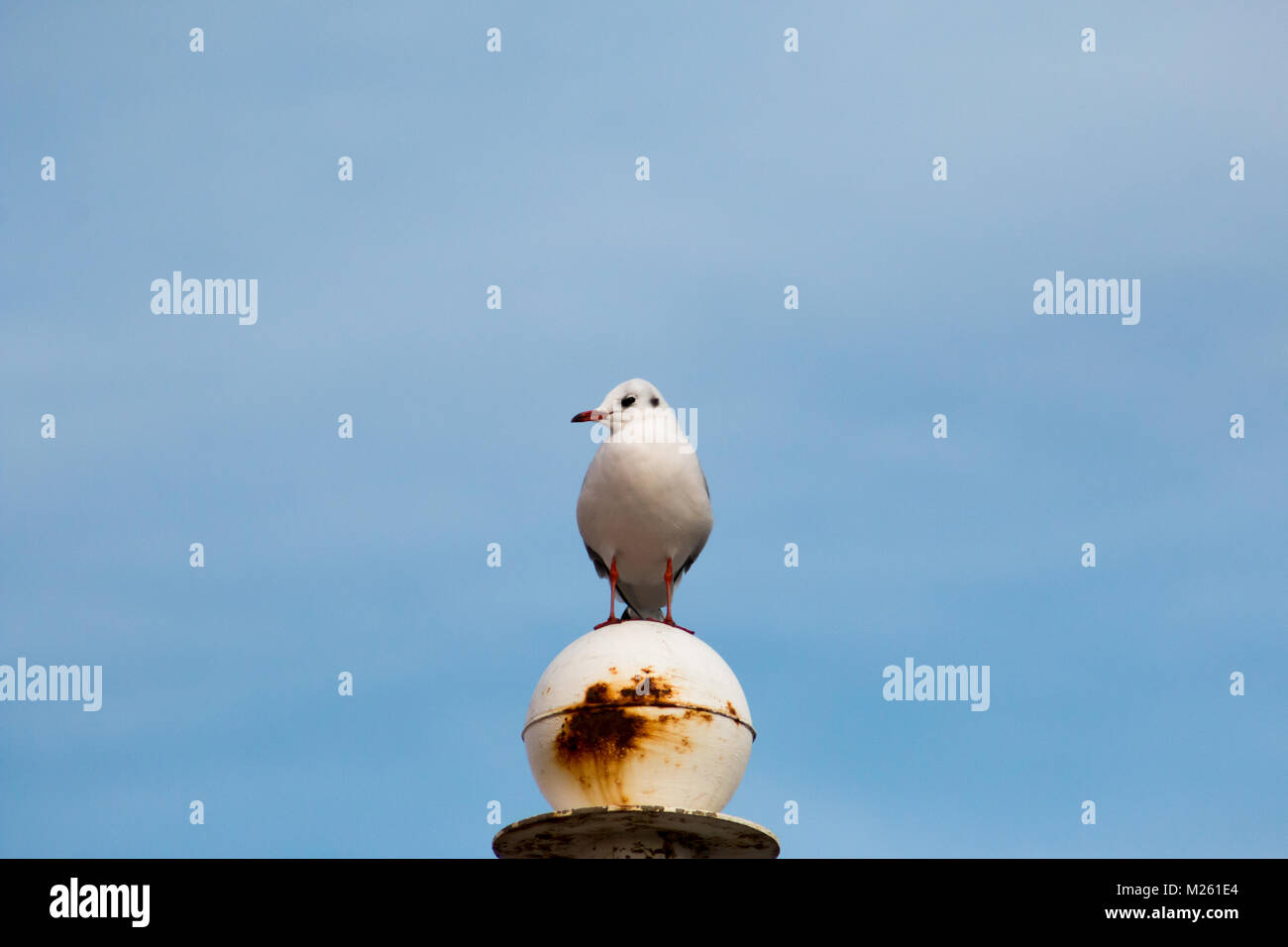 Common Seagull standing on a post Stock Photo - Alamy