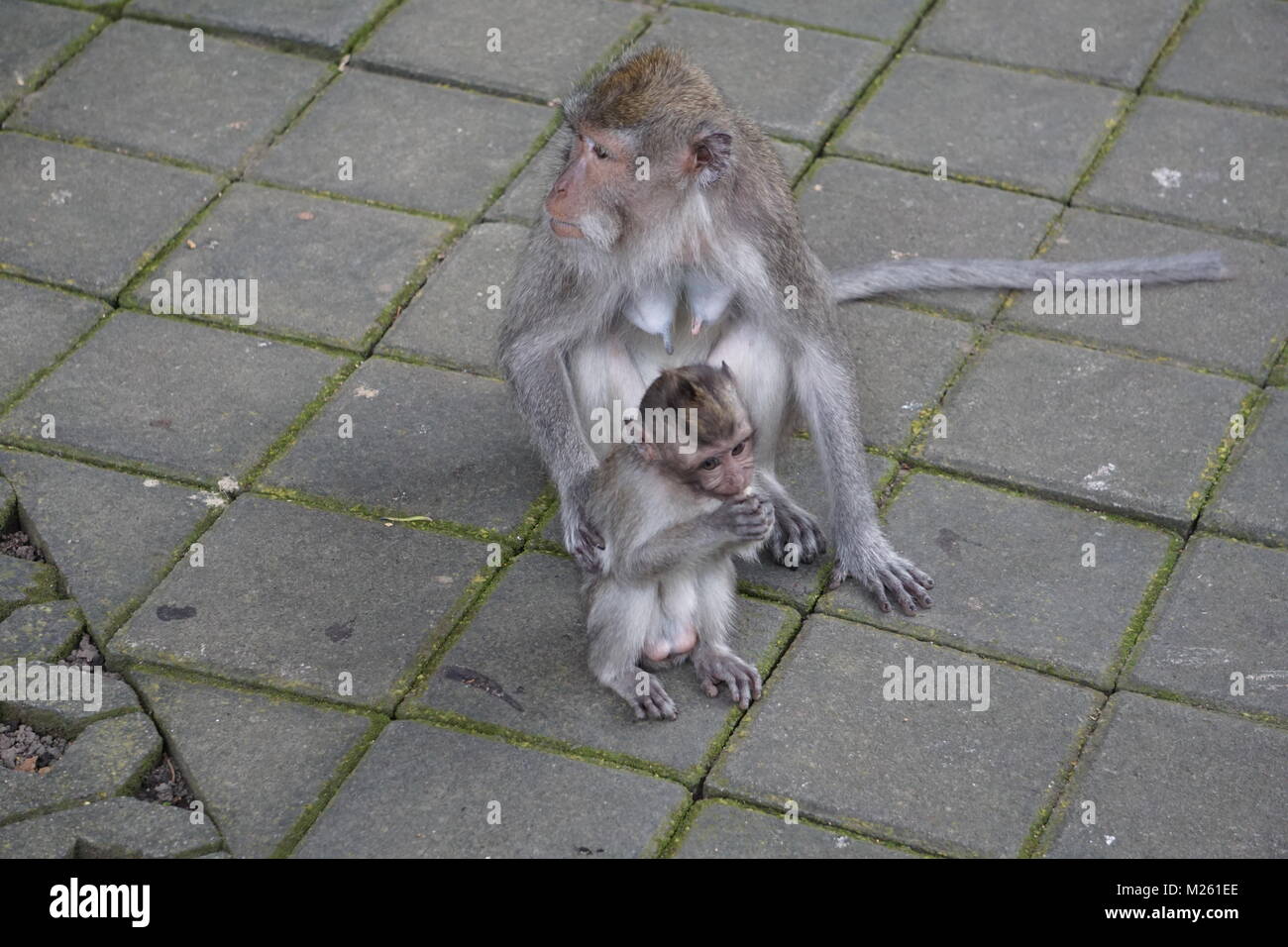 Baby monkey sitting on ground hi-res stock photography and images - Alamy