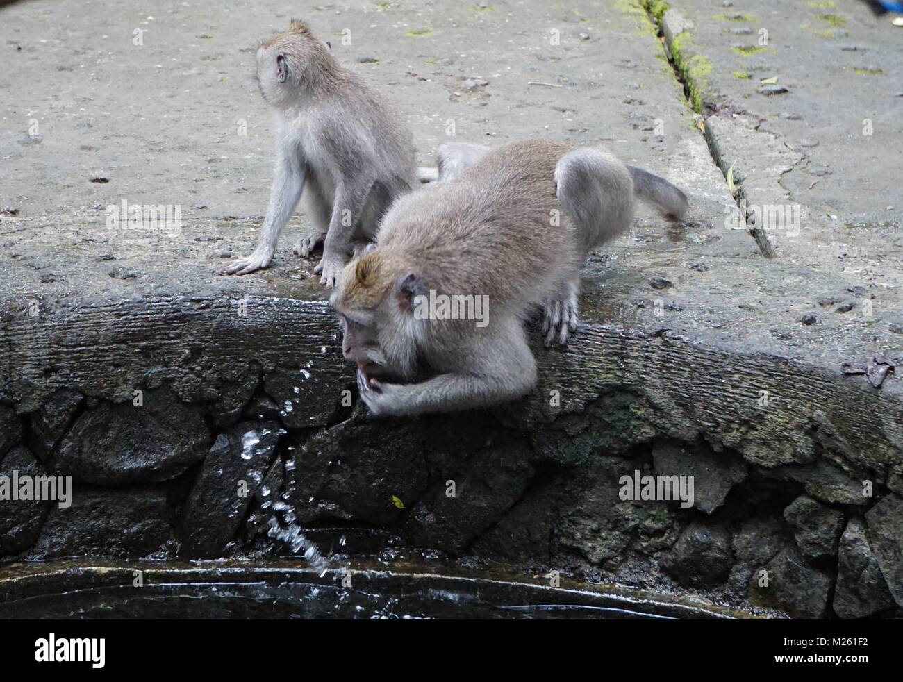 Monkey drinking hi-res stock photography and images - Alamy