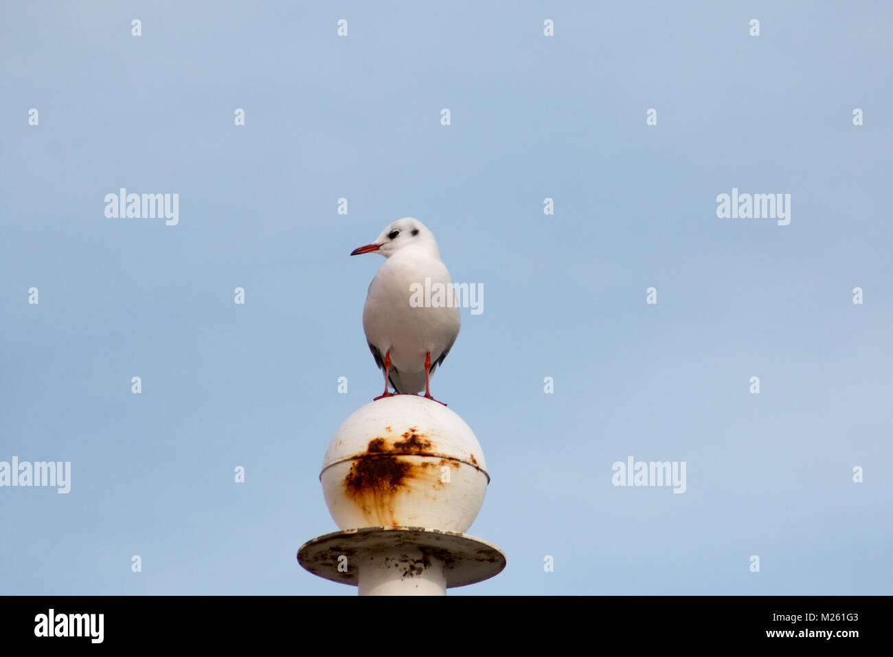 Common Seagull standing on a post Stock Photo - Alamy