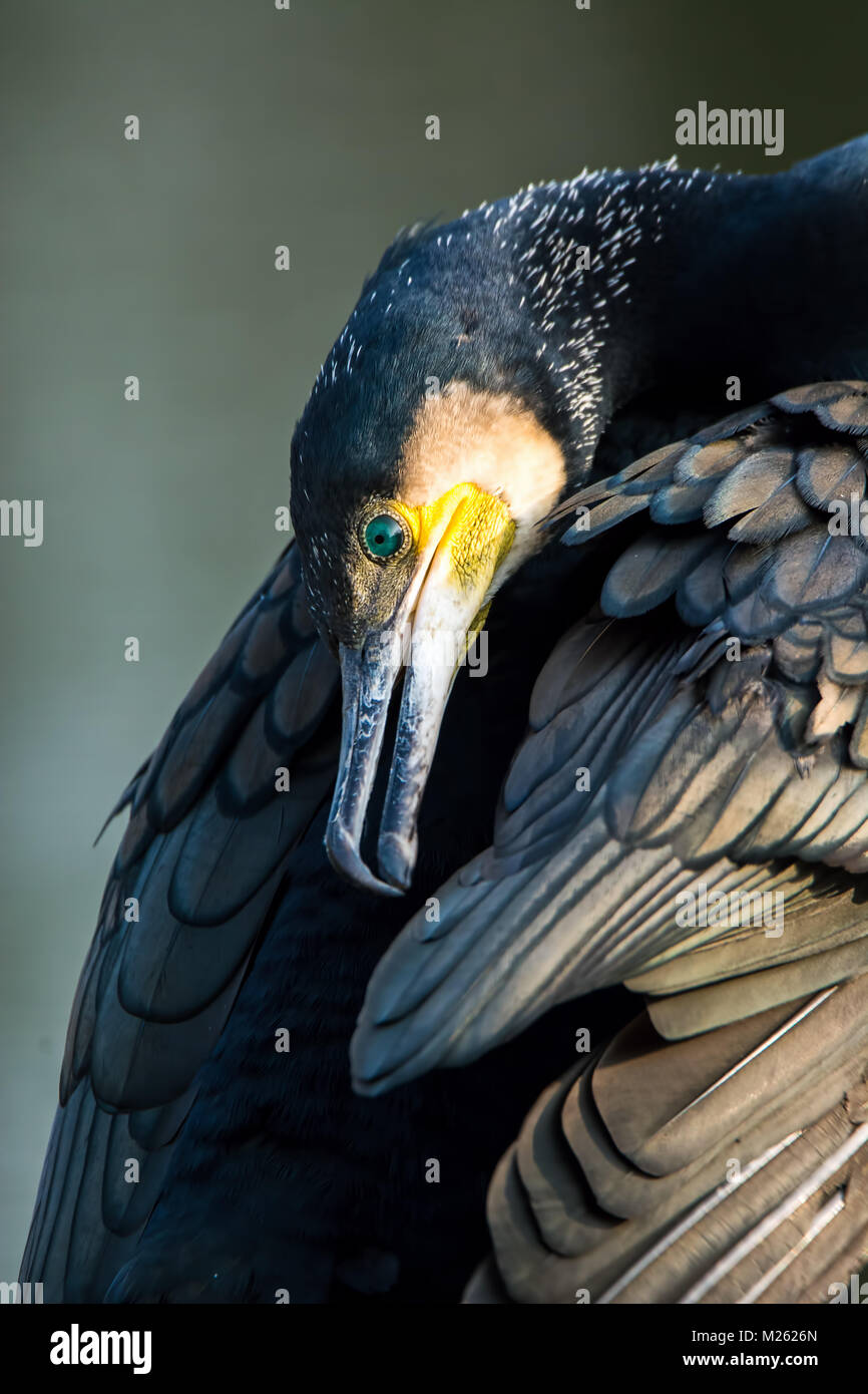 Yellow beek bird hi-res stock photography and images - Alamy