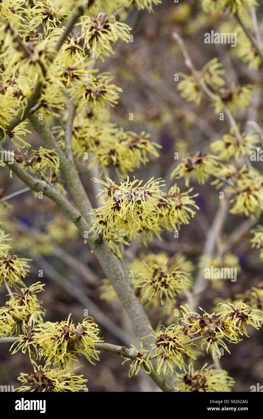 Hamamelis x intermedia 'Pallida'. Witch hazel flowers Stock Photo - Alamy