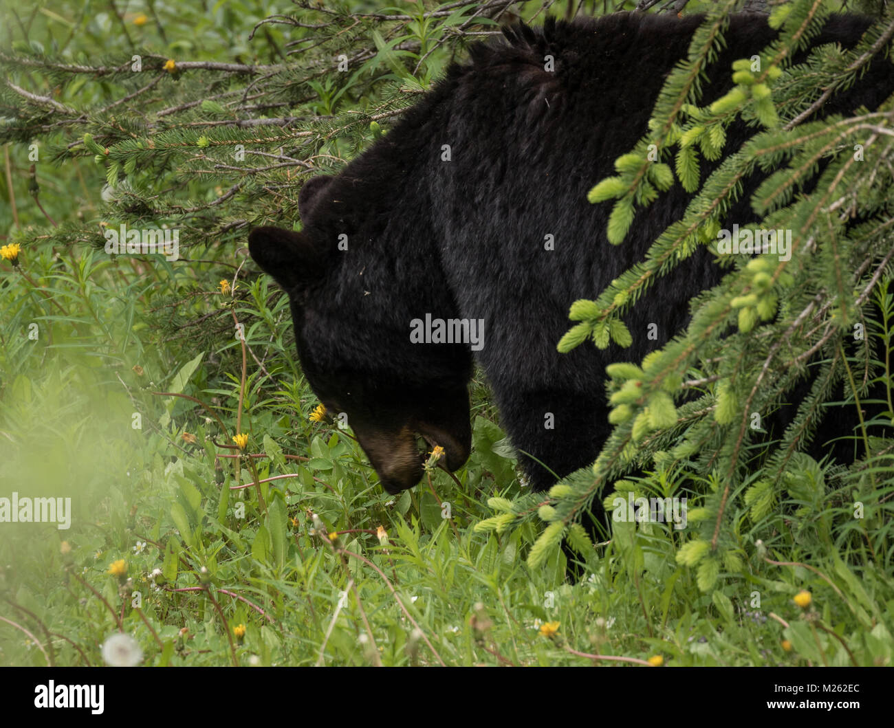 Agressive bear hi-res stock photography and images - Alamy