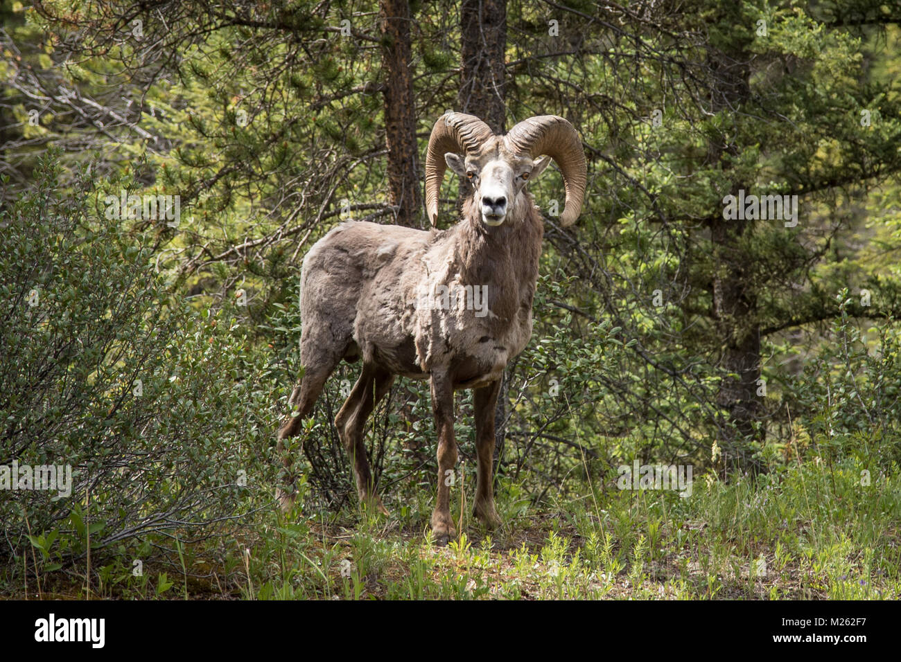 Male curved horns hi-res stock photography and images - Alamy