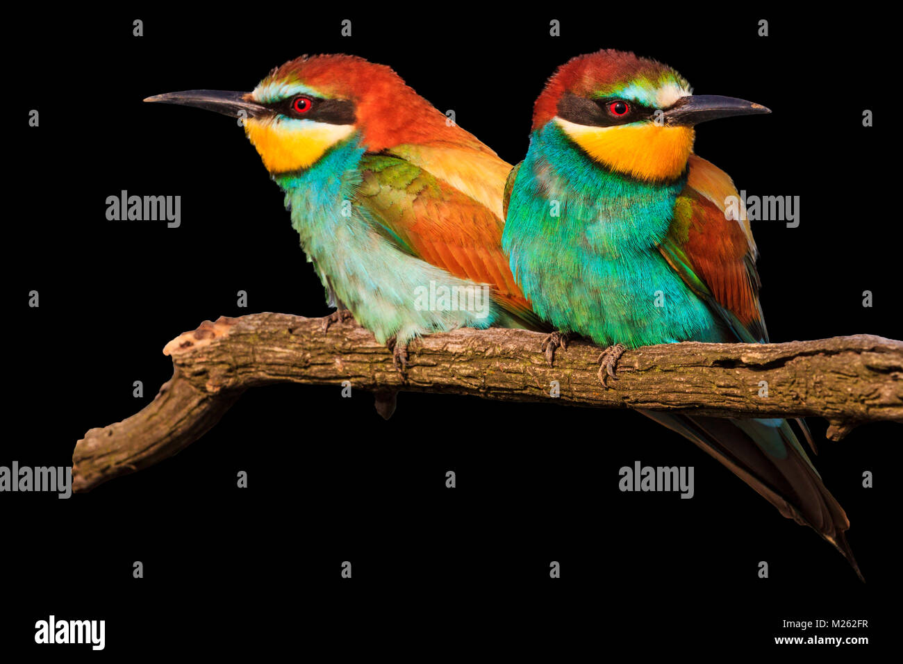 love couple in birds isolated on black , love and bright colors Stock ...