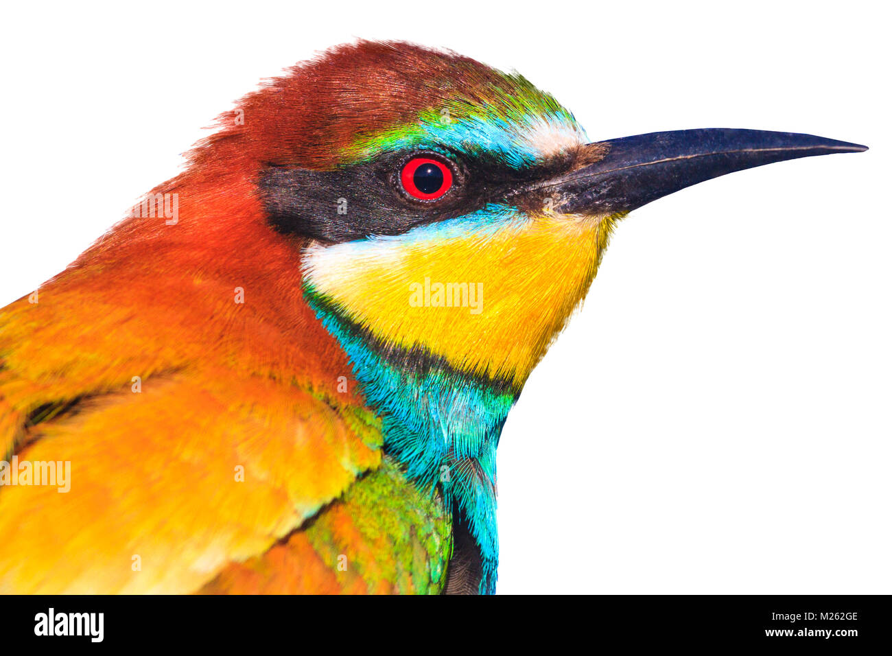 bright beautiful bird isolated on white background , nature is the best ...