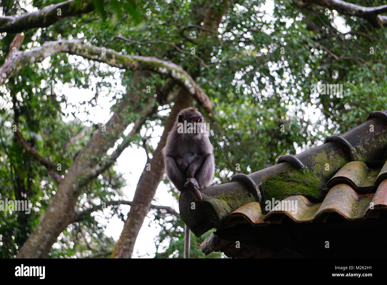 Monkey sitting on a roof top and watching Stock Photo - Alamy