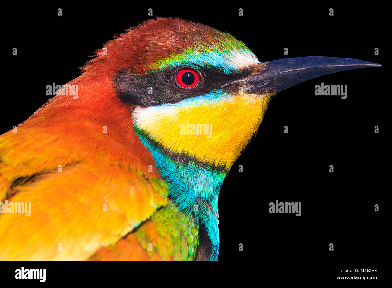 bright beautiful bird isolated on a black background , nature is the ...