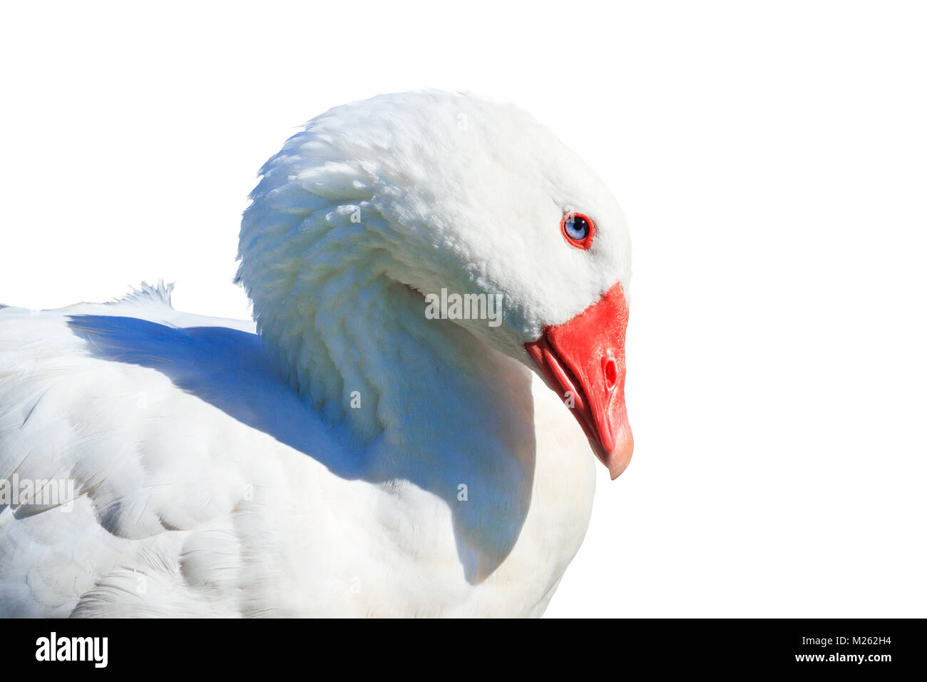white goose isolated on white background , home cooking and country ...