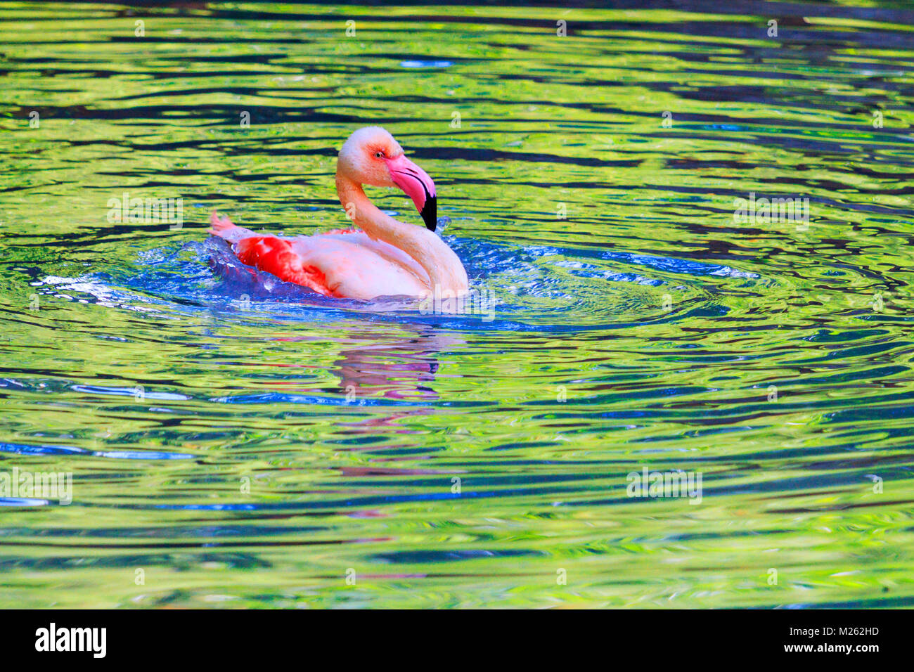 pink flamingo bathing in colorful water , beauty in nature Stock Photo ...