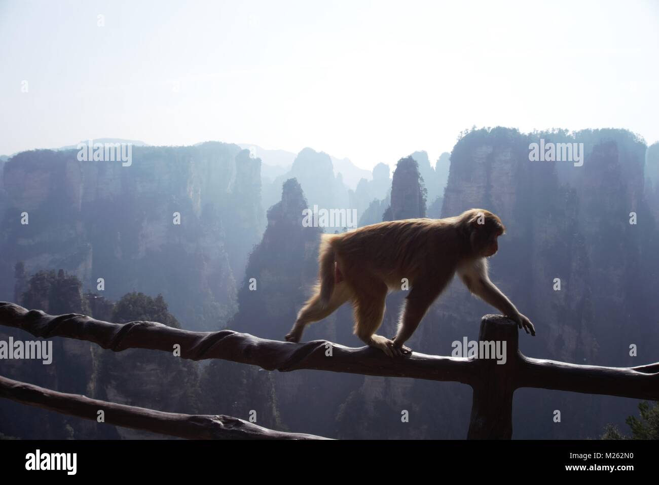 Monkey climbing on a railing Stock Photo - Alamy