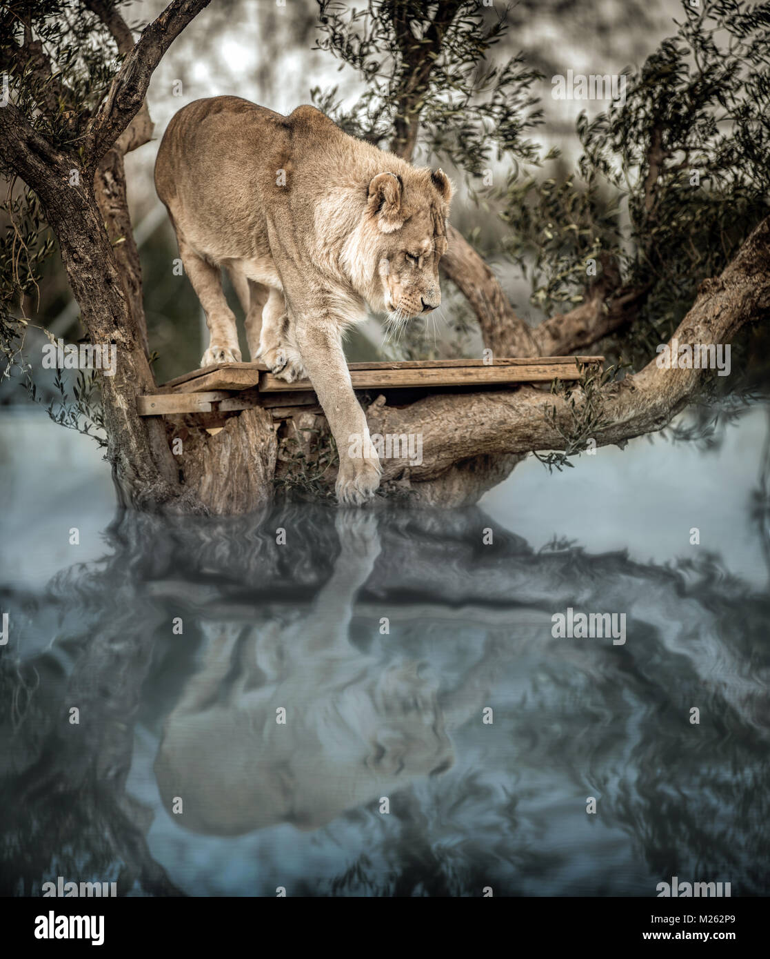 African lion water reflection hi-res stock photography and images - Alamy