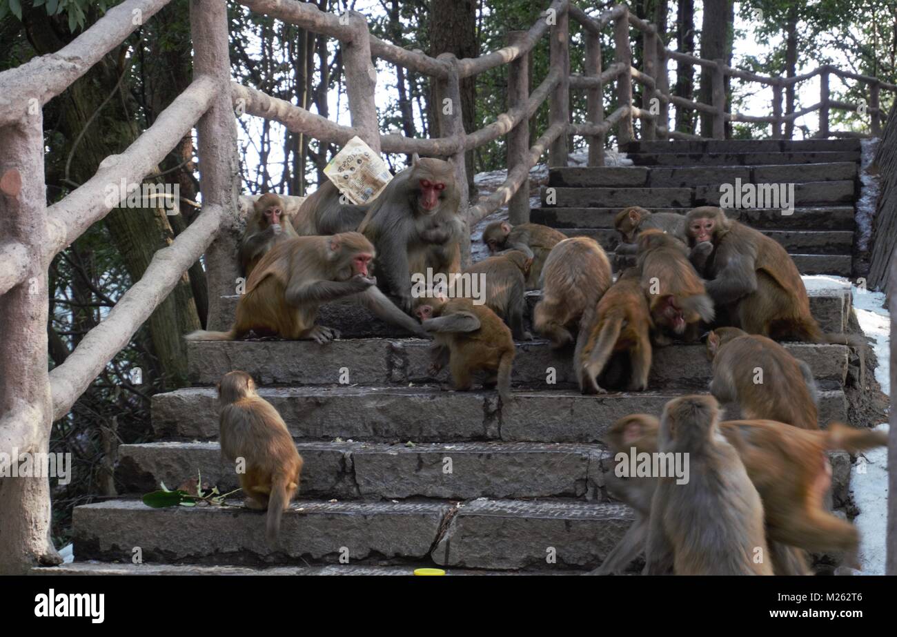 Group of wild monkey herd on a path in national park in China Stock ...